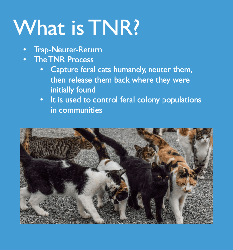 About TNR | KittyCorner