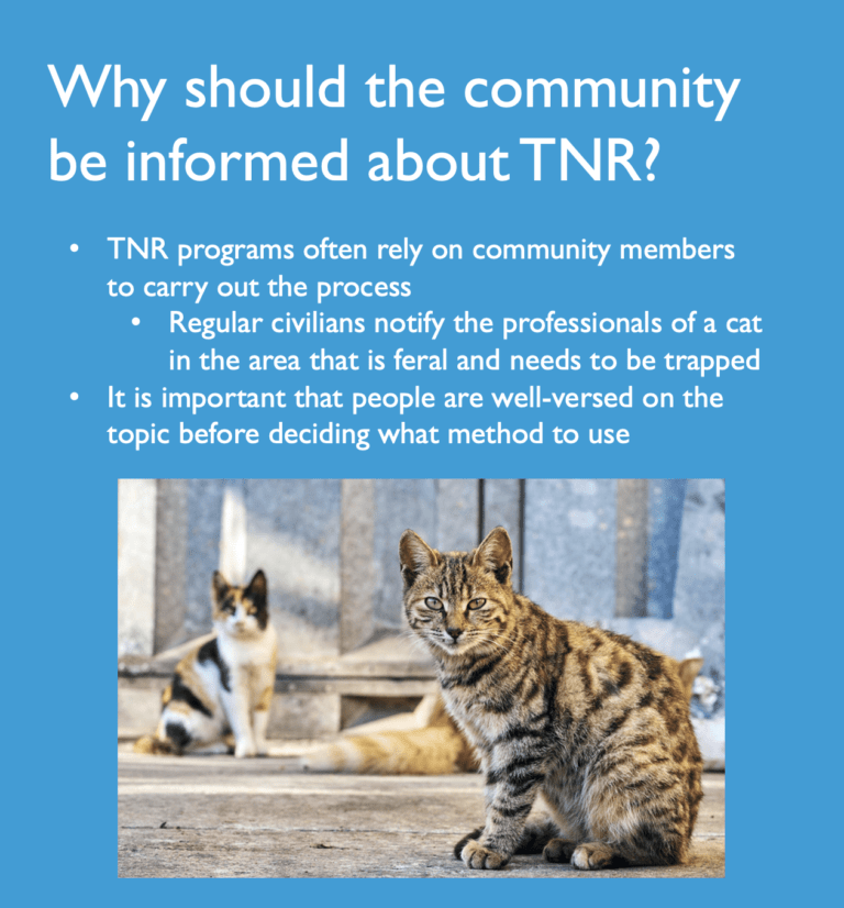 About TNR | KittyCorner